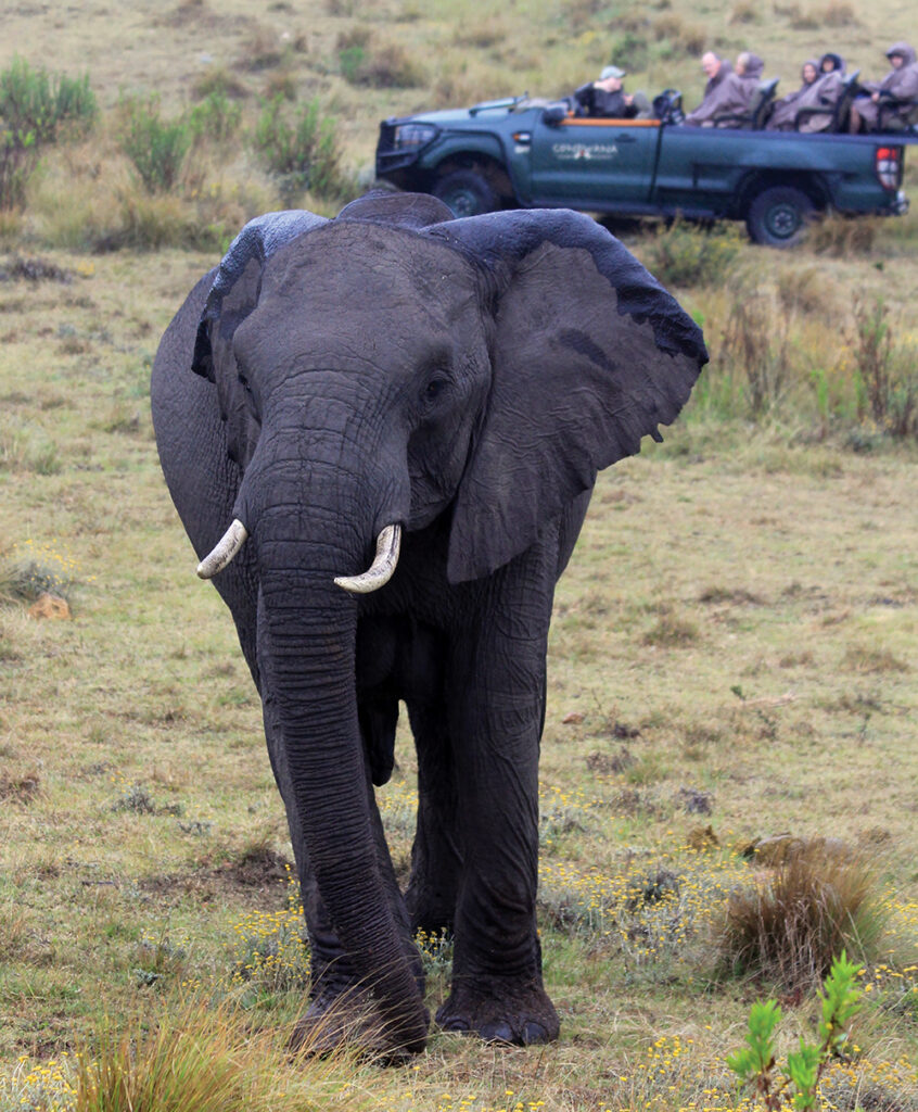Family Fun at Gondwana Game Reserve near Mossel Bay