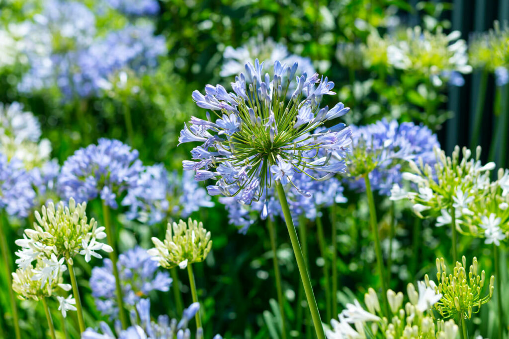 7 Mediterranean plants for themed WFH offices