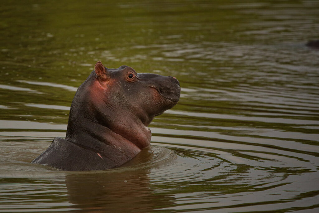 Letamo Lodge, An Ecologically Diverse Safari